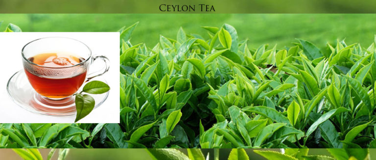 Quarter of teas imported to world’s largest tea market is Ceylon Tea ...
